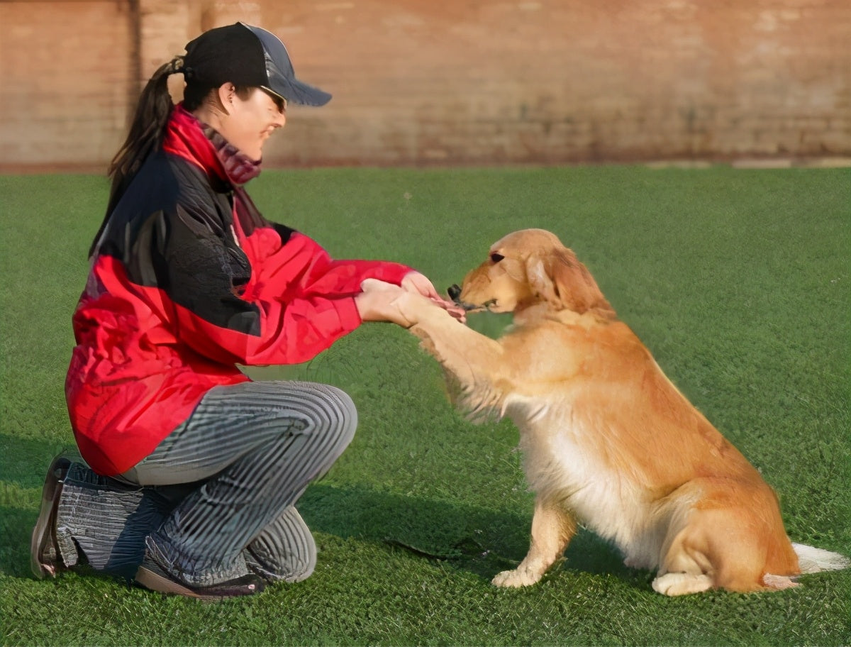 5 Must Learn Dog Training Commands for Dog Owners. – PaiPaitek