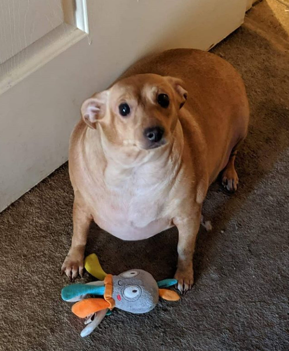 Why is it important not to overfeed a dog? – PaiPaitek